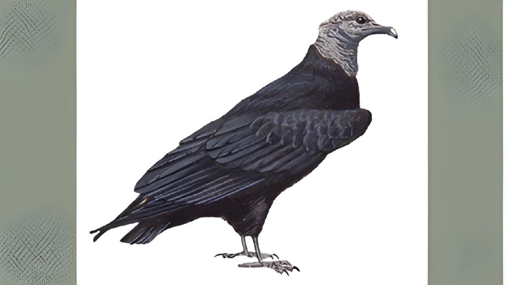 INFOUPAR.COM | Conozcamos al golero o gallinazo (Coragyps atratus)