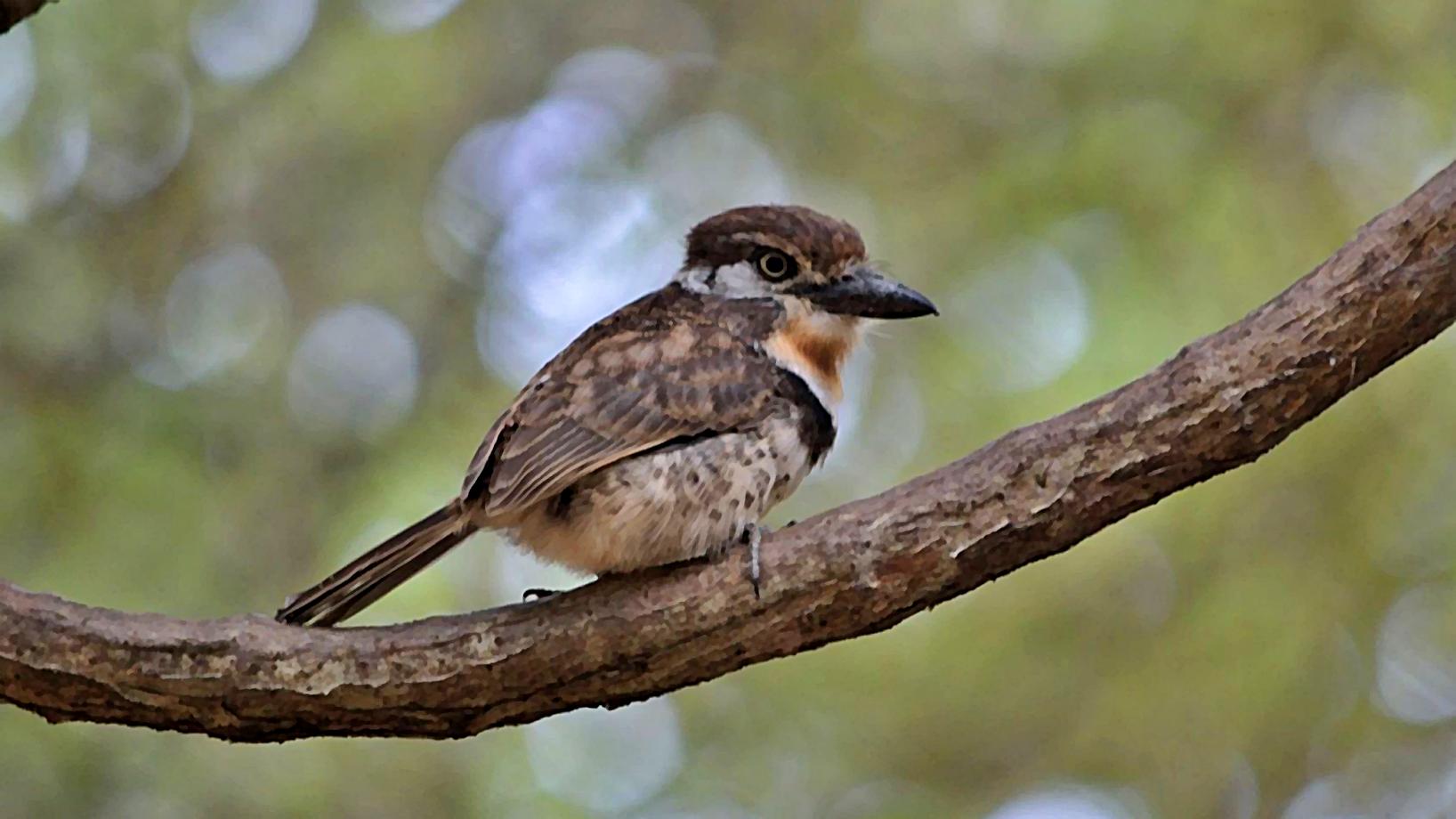 Aves de Colombia: el bobo punteado (Hypnelus ruficollis)