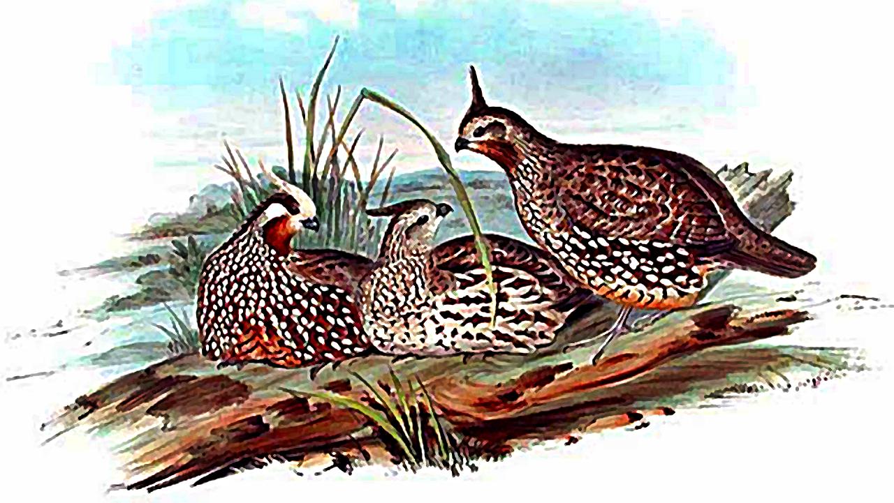 INFOUPAR.COM | Conozcamos la perdiz crestada (Colinus cristatus)